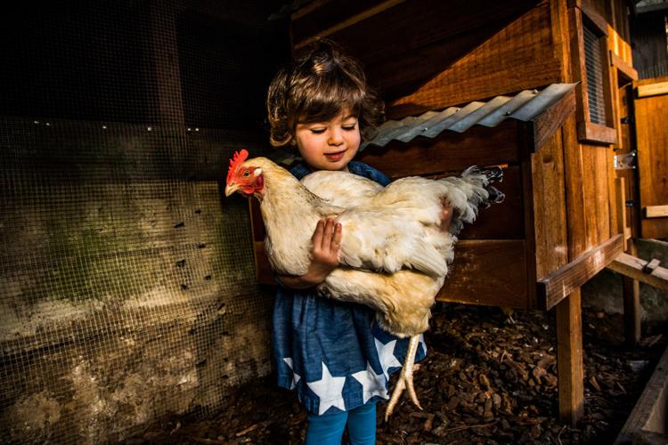 The Silicon Valley elite's latest status symbol: Chickens | Print Only ...