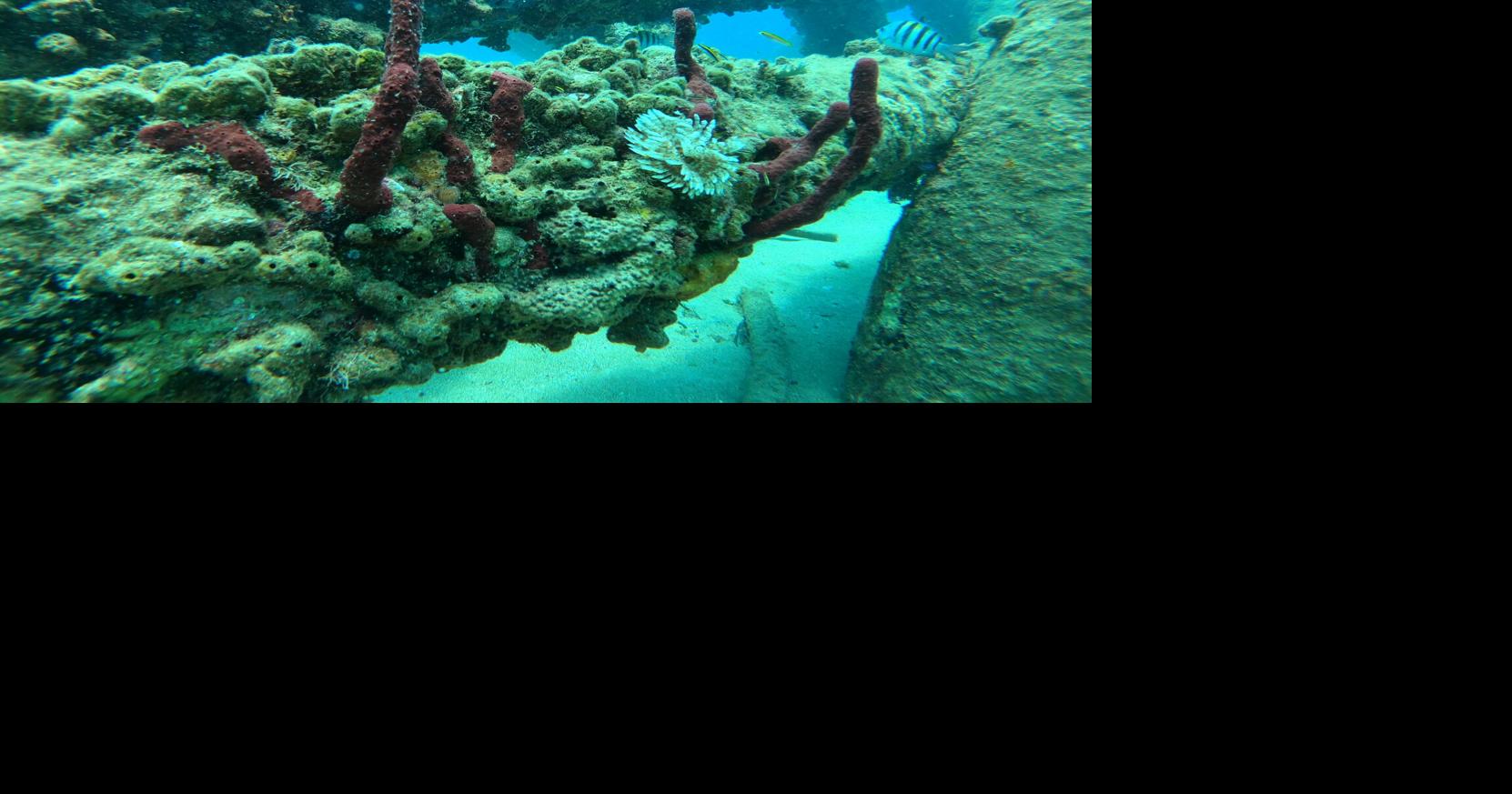 Caribbean Corals: Bleaching ravages a region built on reefs as aid ...