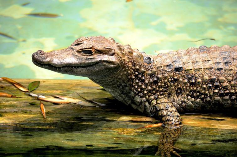 2 caimans found, public urged to report sightings | News ...