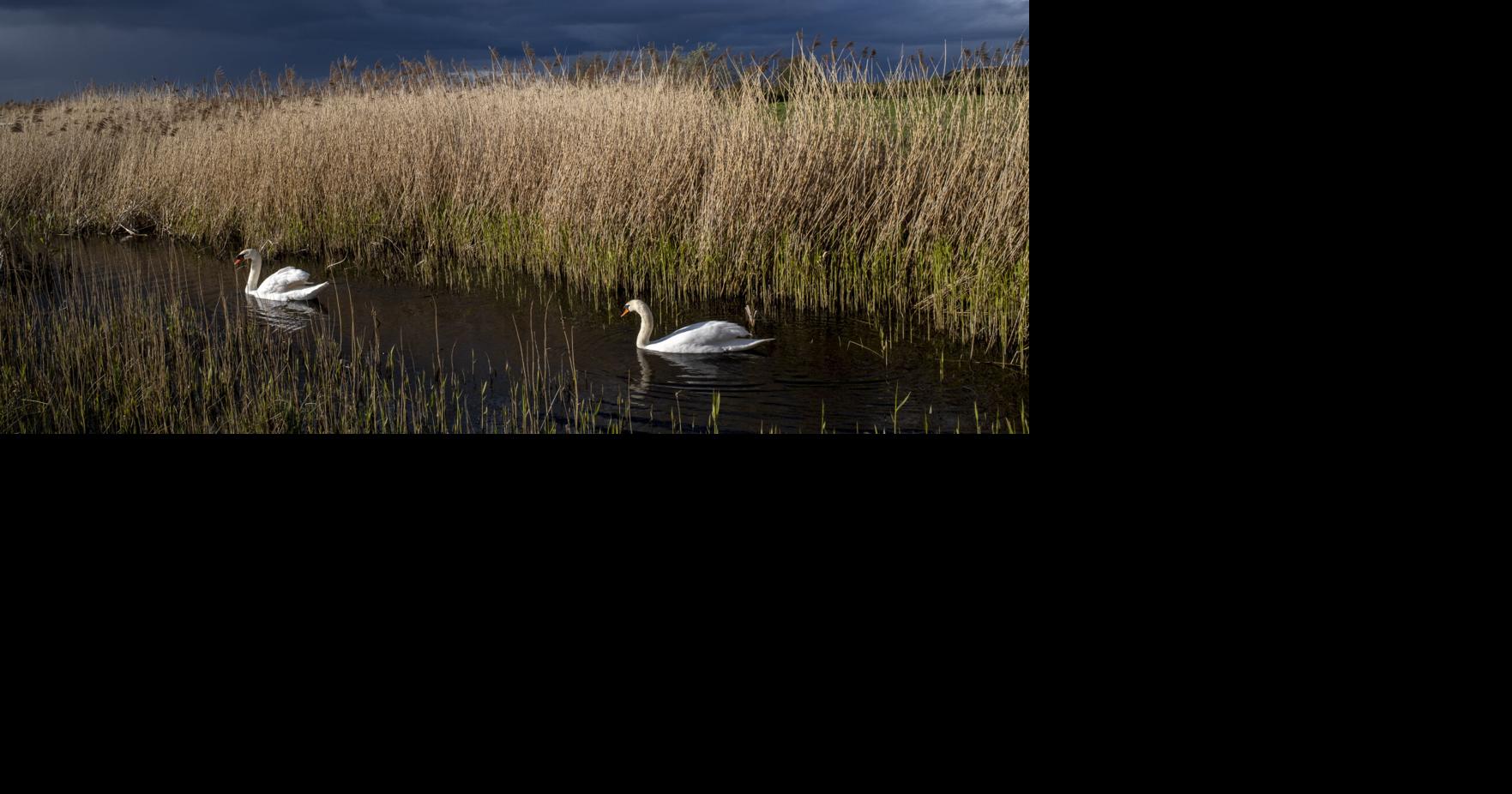 BRITAIN SALT MARSHES 2 | | virginislandsdailynews.com