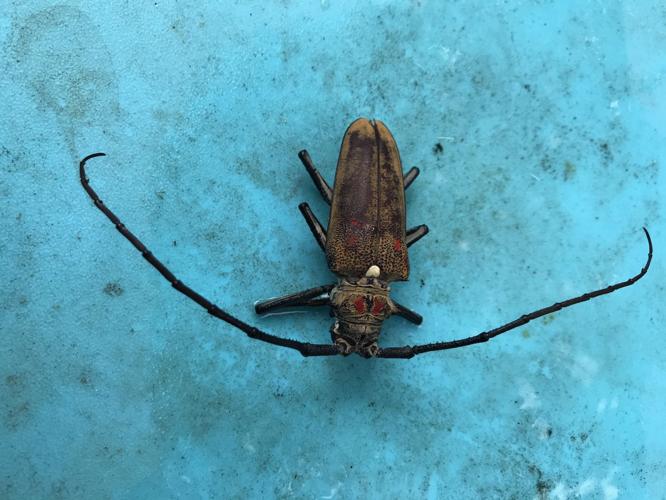 St. John baobab tree under attack by invasive insects | Island Life ...