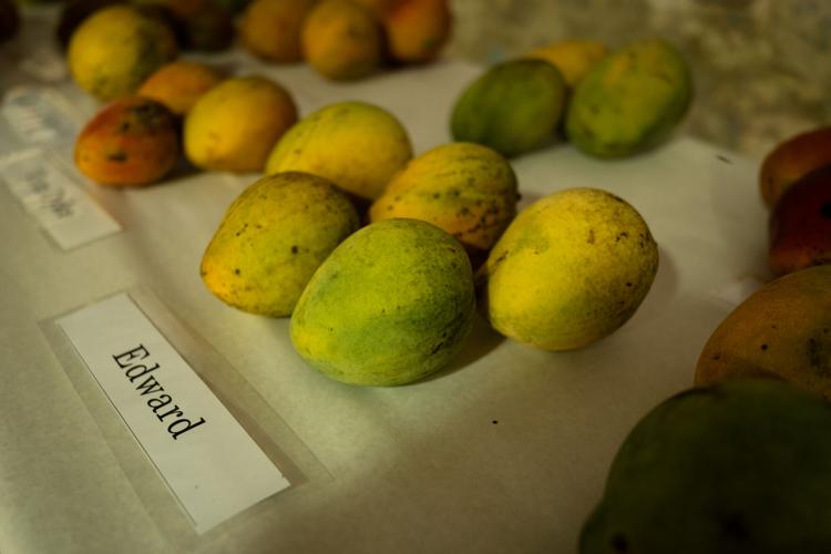 In photos: 28th Annual Mango Melee | Multimedia ...