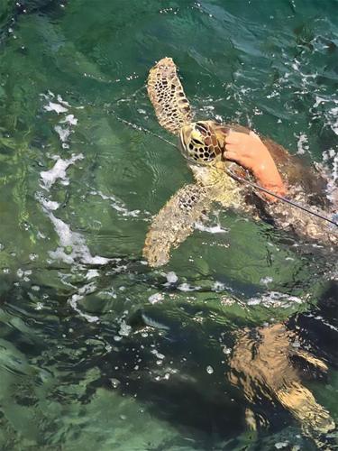 STAR helps green sea turtle found with fishing spear to the neck at F ...