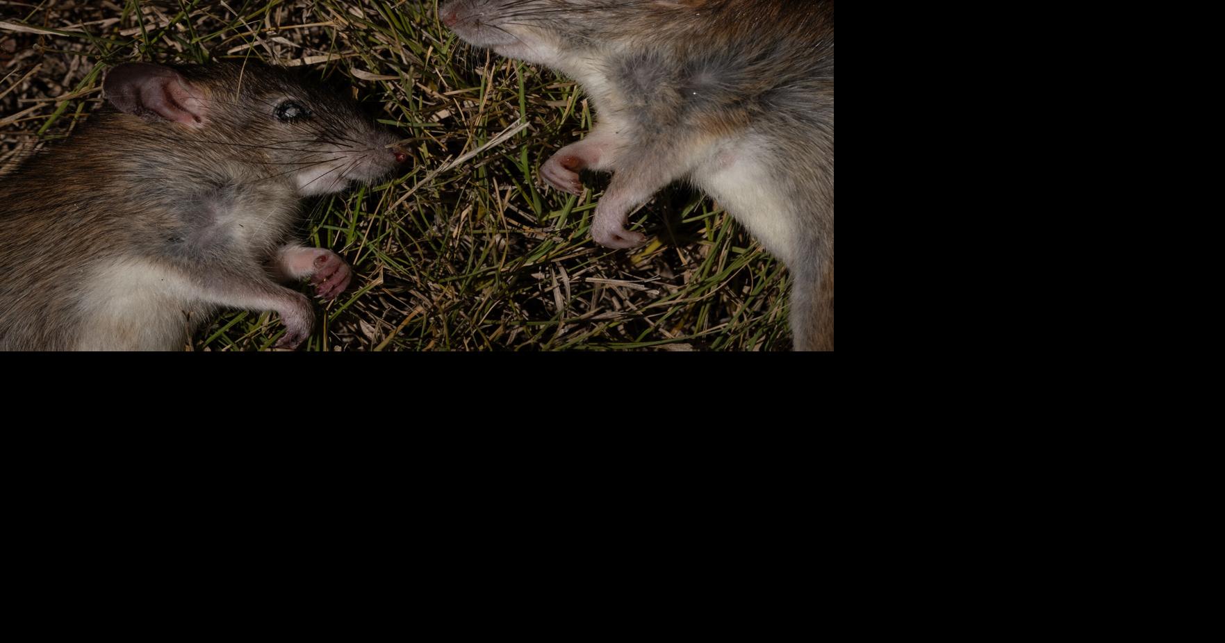 Arizona company says rat contraception coming to V.I., but differs with ...