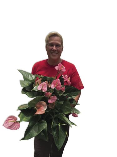 Shelley Bryan blooms at ABC Nursery | Business | virginislandsdailynews.com