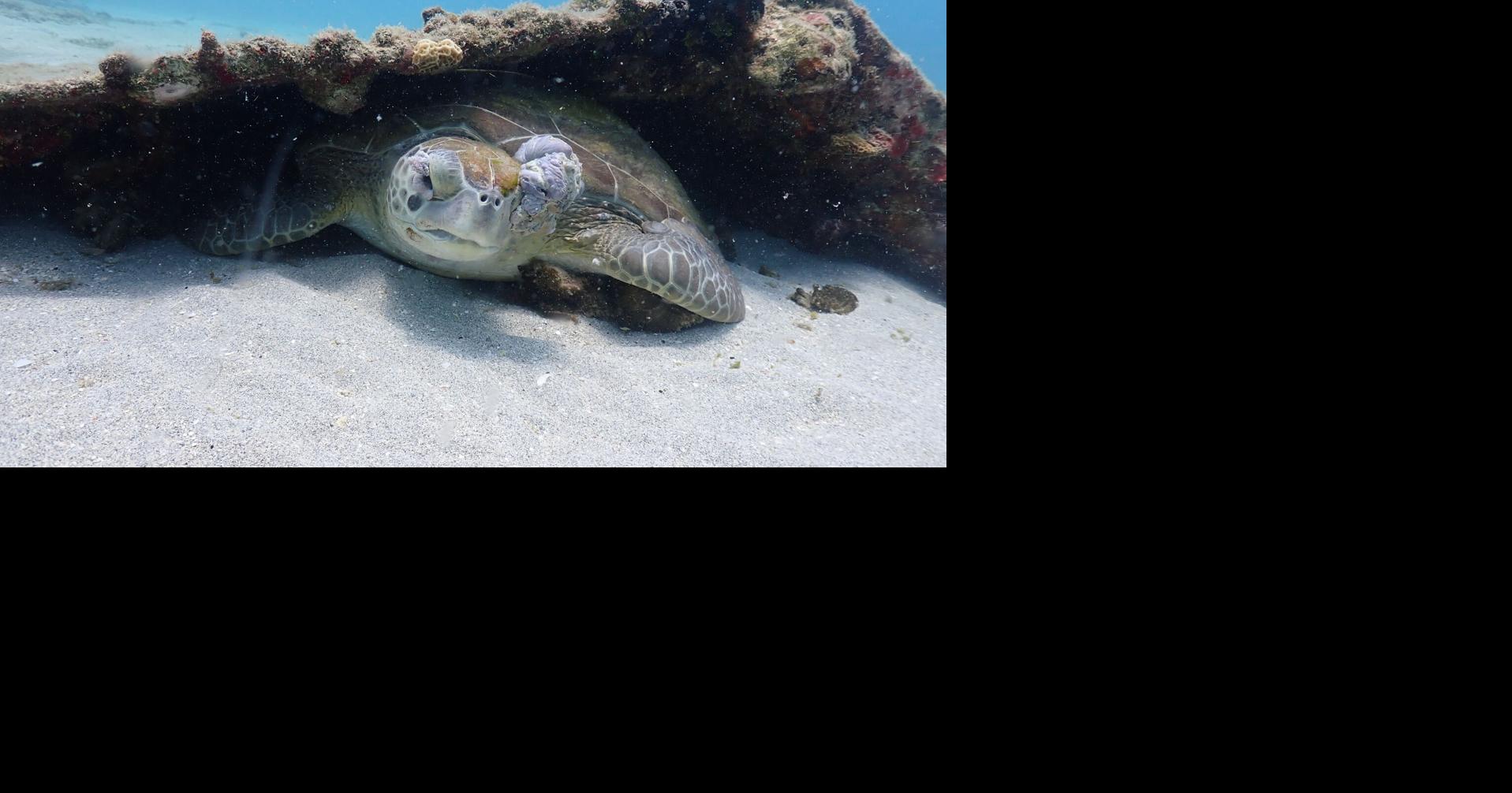 St. Croix green sea turtle's condition causes some alarm | News ...