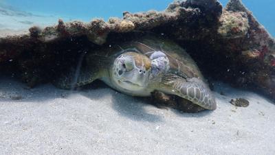 St. Croix green sea turtle's condition causes some alarm | News ...