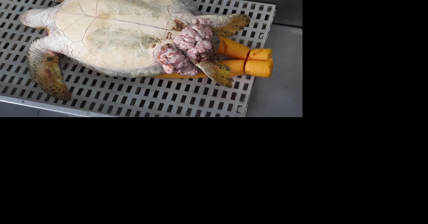 BVI team weighs treatment options for green turtle with large tumor ...