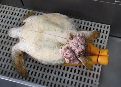 BVI team weighs treatment options for green turtle with large tumor ...