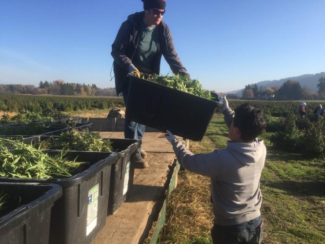 In pursuit of big profits, hemp growers blaze a perilous new path in ...