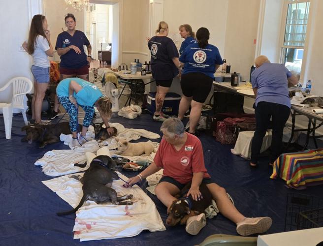 St. Croix Animal Welfare Center's Spay and Neuter Drive ...