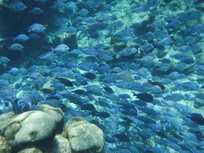 We must protect and cherish Buck Island and its diverse underwater ...