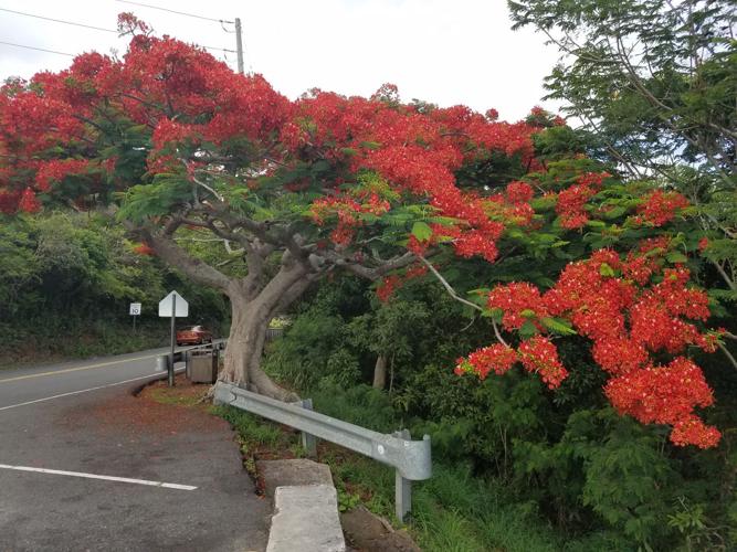Flamboyant trees return to glory | News | virginislandsdailynews.com