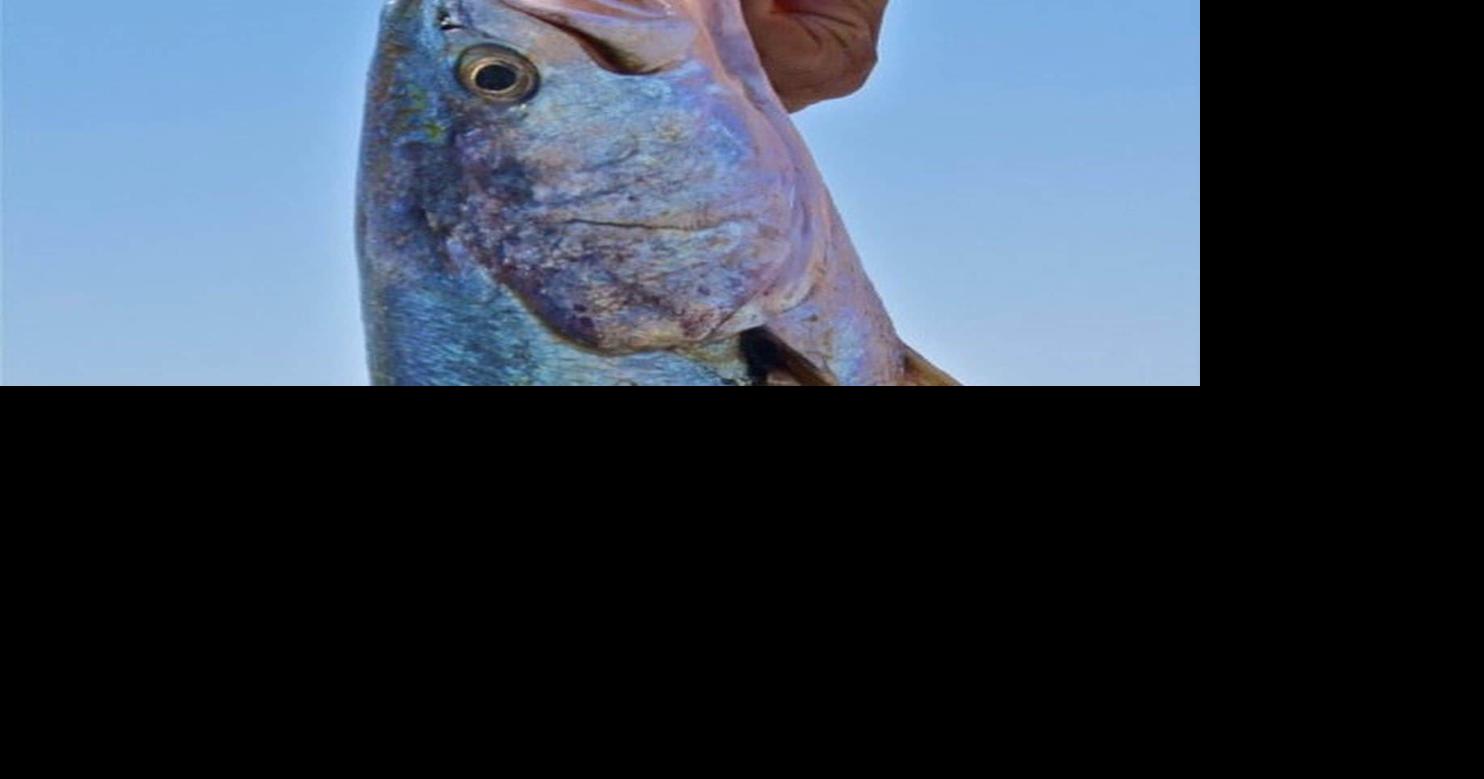 Biologists record the machine-gun sound of the loudest known fish | Ap ...