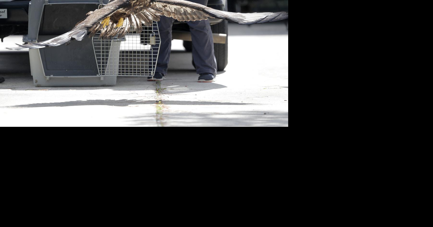 Bald eaglet back in air after 2 weeks in wildlife hospital | Ap ...