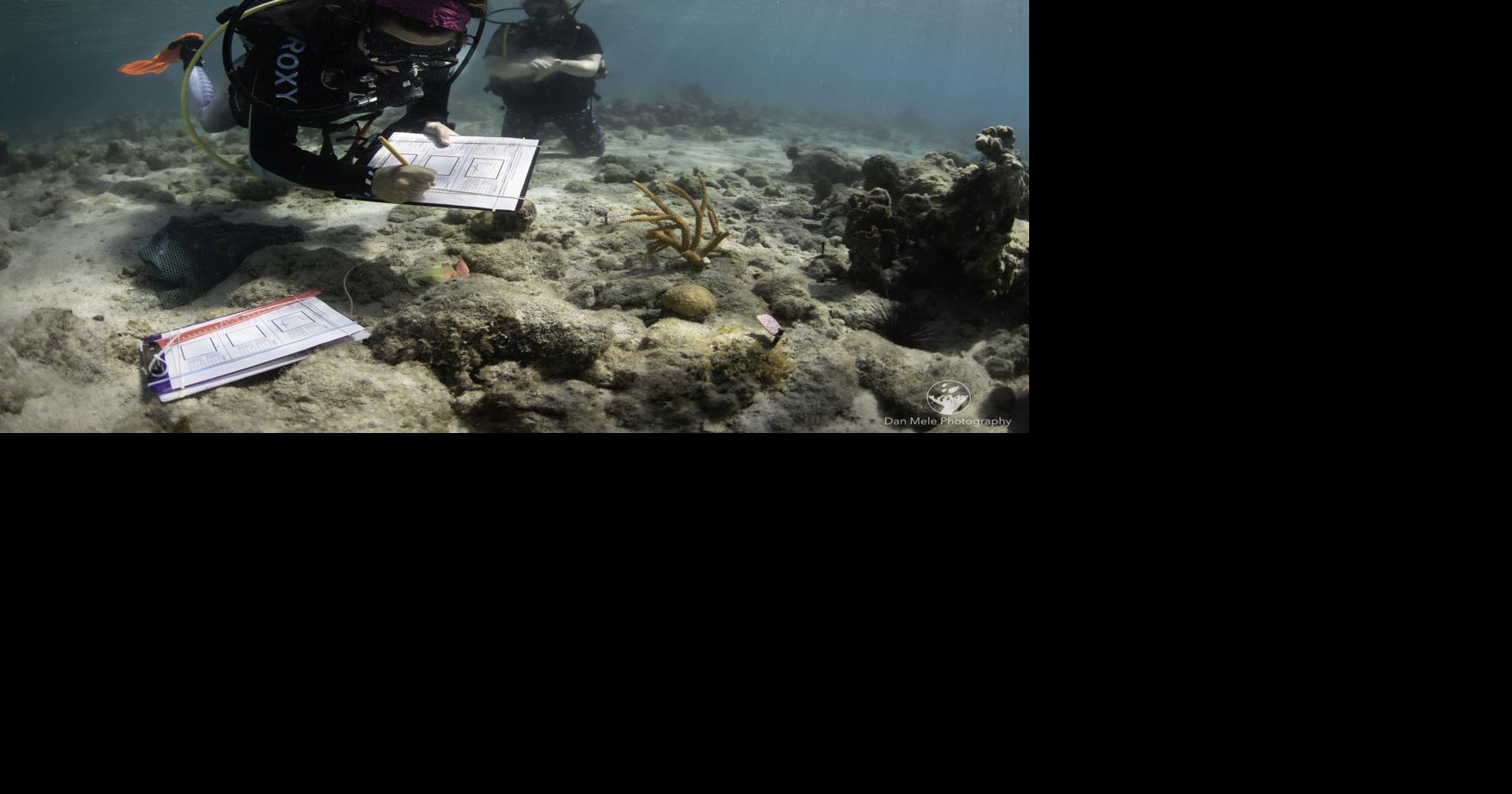V.I. Reef Response brings coral restoration to Lovango Cay | Island ...