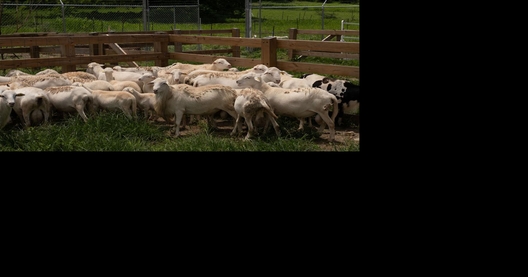 UVI expands agricultural research with new facilities | News ...