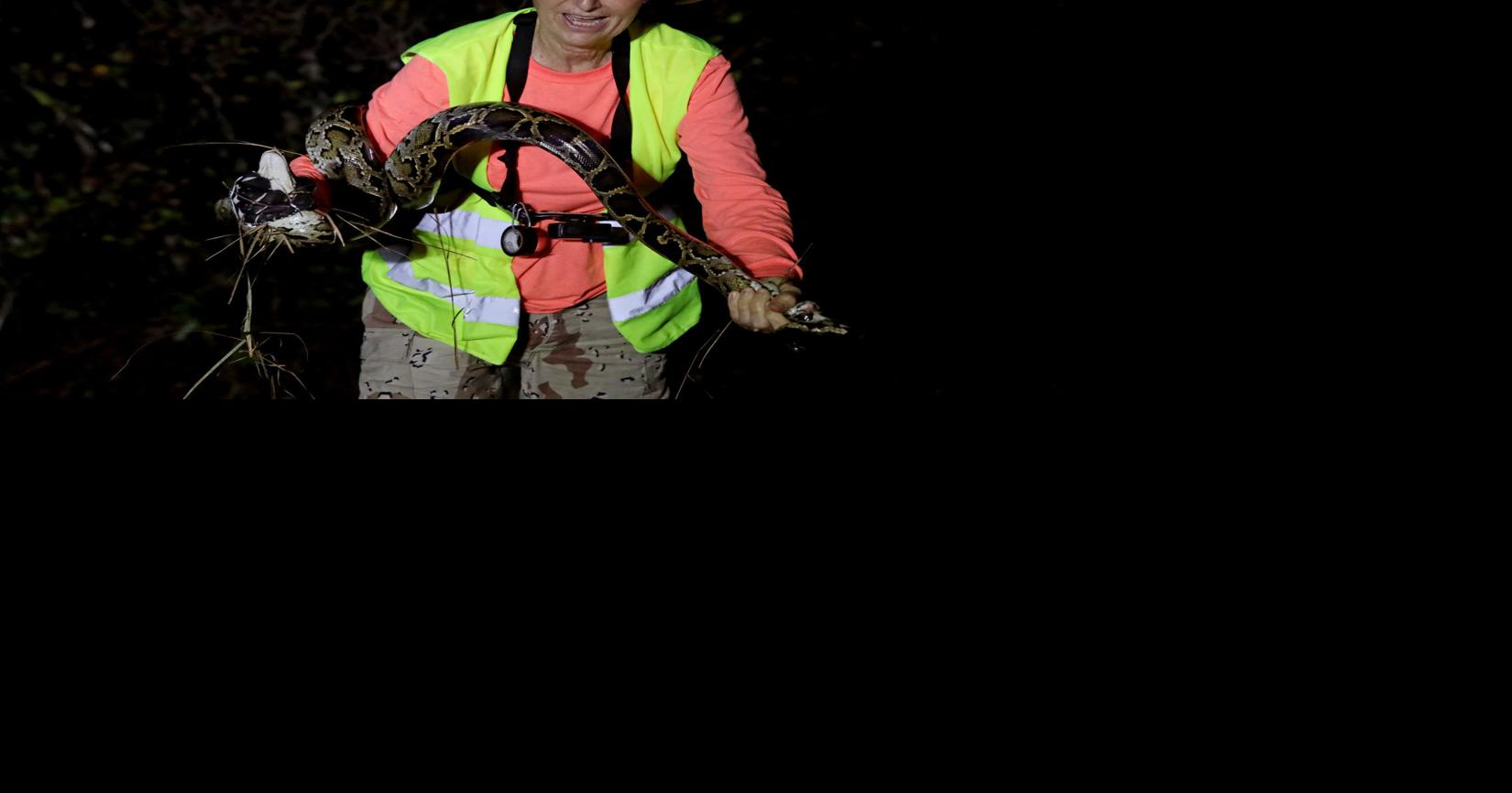 Meet the women hunting giant pythons 'eating everything' in the ...