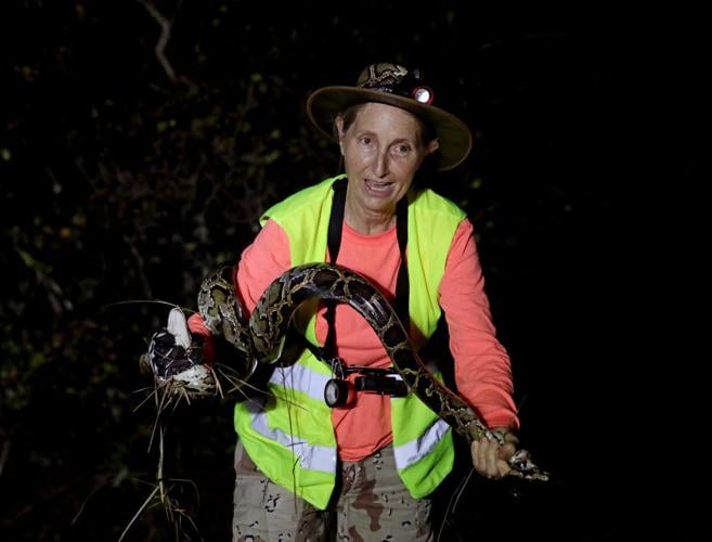 Meet the women hunting giant pythons 'eating everything' in the ...