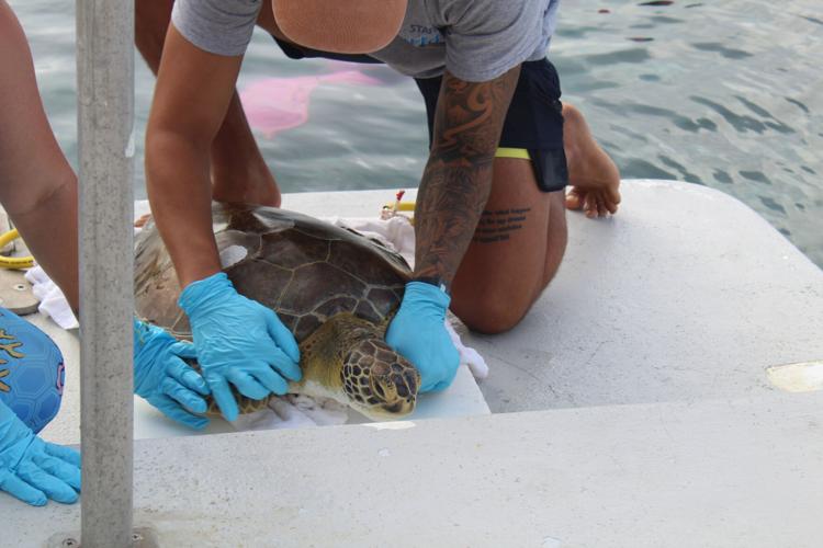 Injured sea turtle released back into the wild after help from network ...
