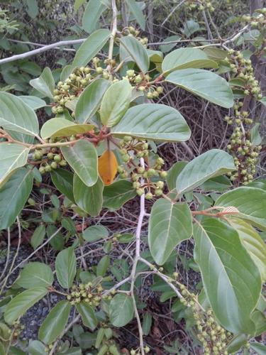 Maubi | News | virginislandsdailynews.com