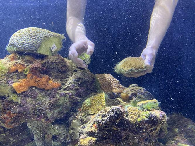 DPNR to release comprehensive coral restoration plan | News ...