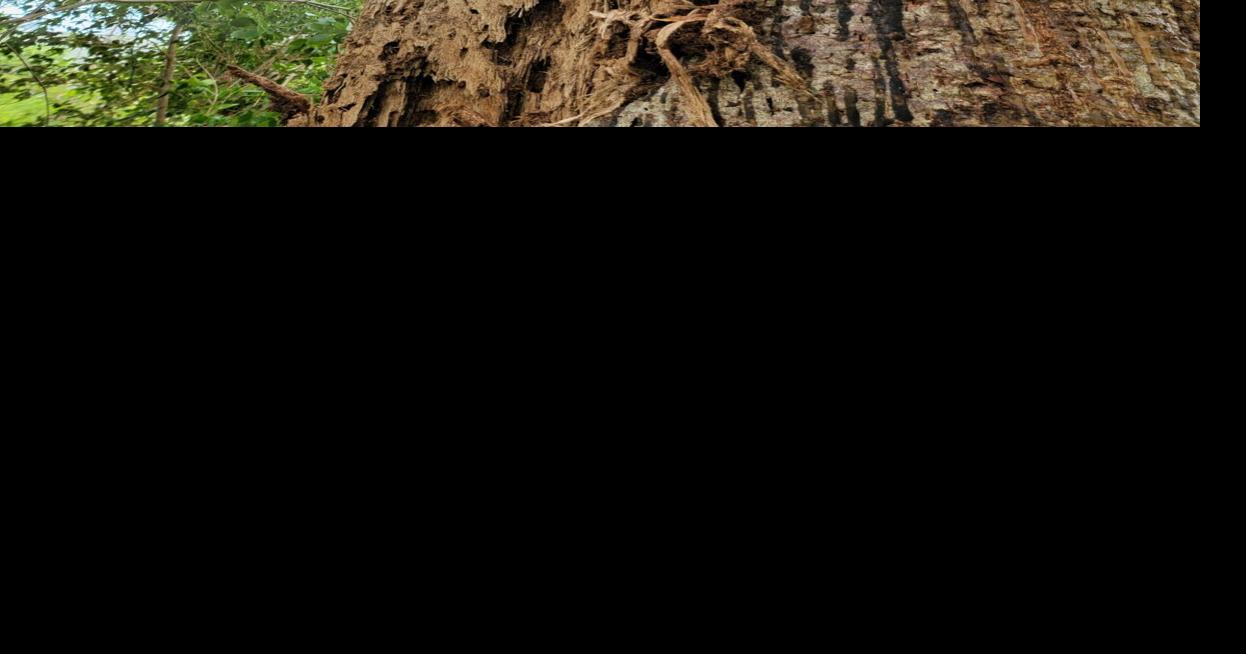 St. John baobab tree under attack by invasive insects | Island Life ...