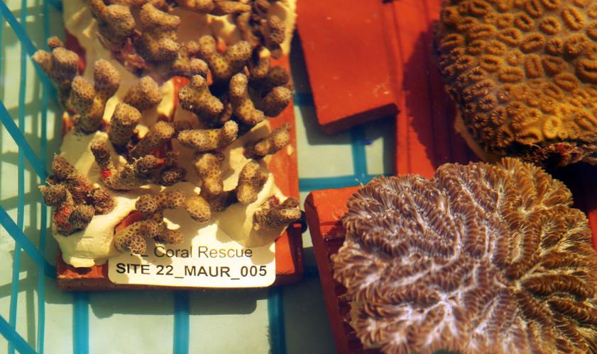 A ‘Noah’s Ark’ project for corals: Scientists race to save Florida Reef ...