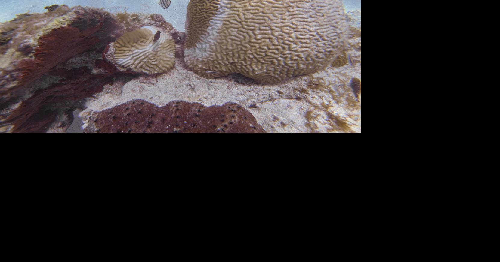 DPNR to release comprehensive coral restoration plan | News ...