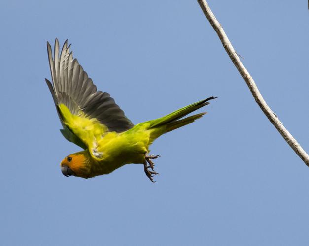Bird count reveals rebound of feathered flocks | Island Life ...