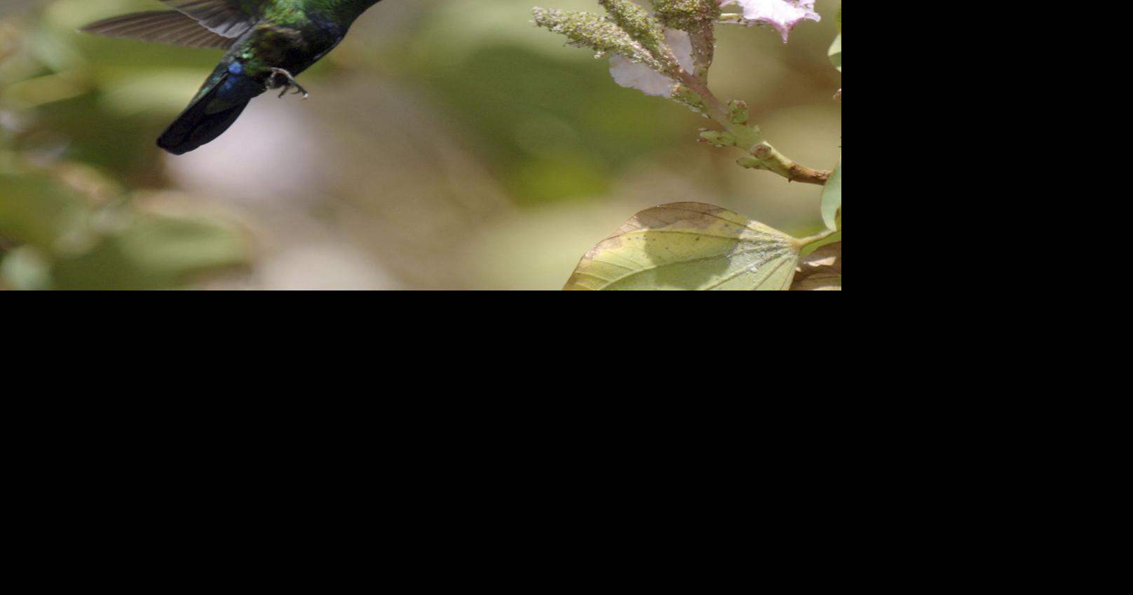 Distribution of hummingbird feeders, birdseed starts today on St ...