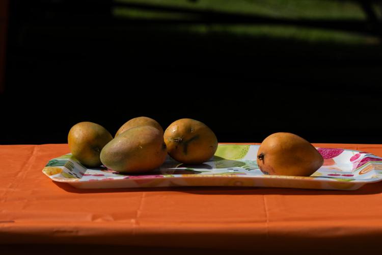 Mango Melee sweetens St. Croix on Sunday | News ...