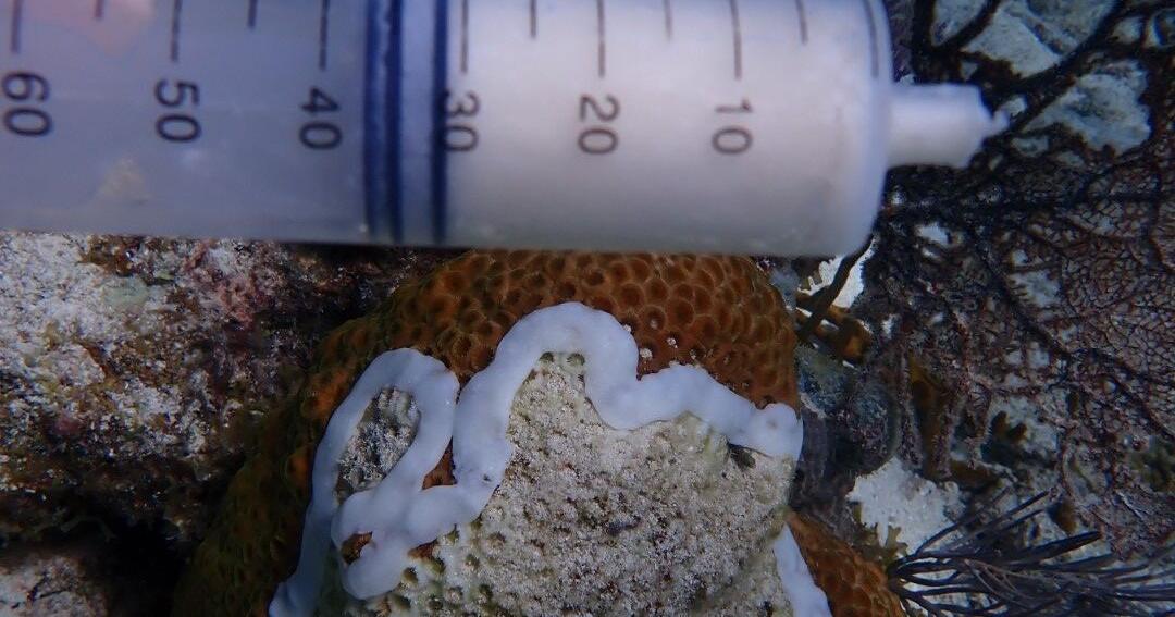 Reef Reports providing healthy dose of info on STJ corals | Island Life ...