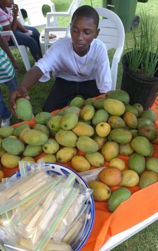 Looking back: Mango Melee | News | virginislandsdailynews.com