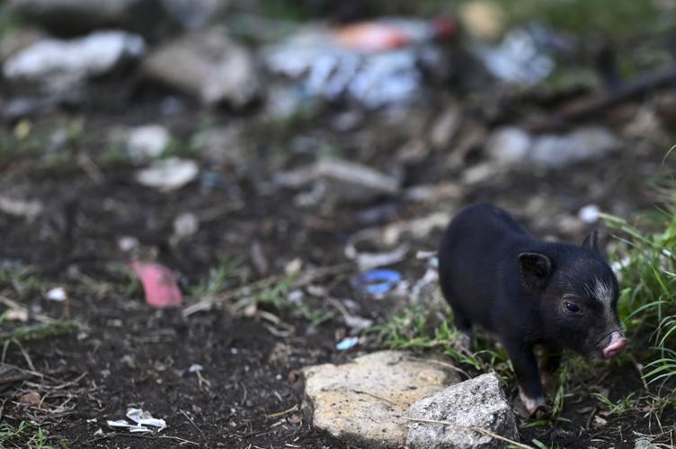 Feral pigs flummox Puerto Rico, infiltrate communities ...