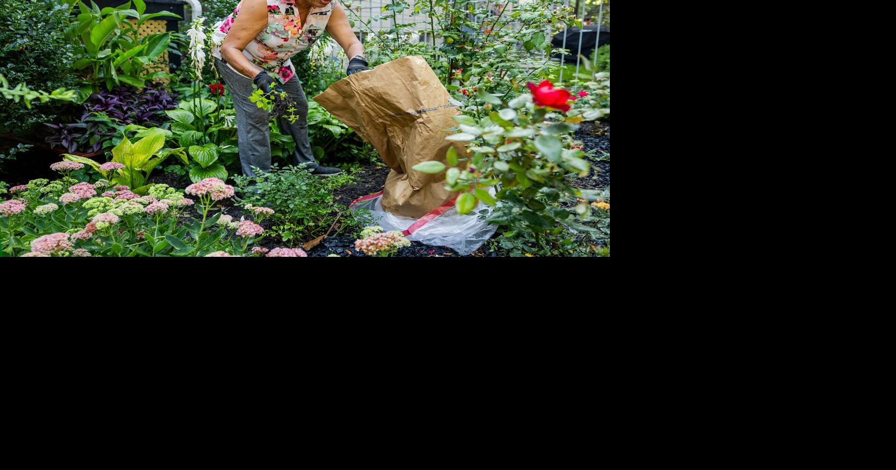 LIF-HEALTH-MARIJUANA-1-TB | | virginislandsdailynews.com