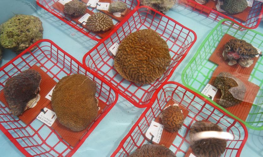A ‘Noah’s Ark’ project for corals: Scientists race to save Florida Reef ...