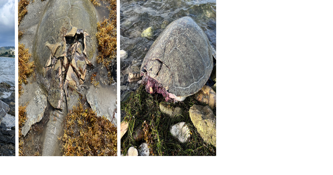 DPNR: 5 sea turtles killed recently, urges boaters to exercise caution ...