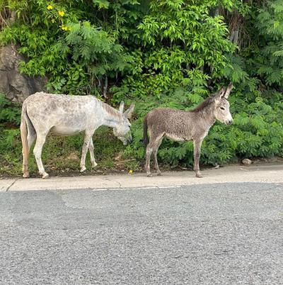 STJ wildlife group starts petition to assist with push for return of ...