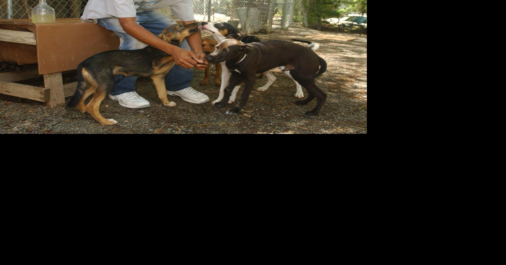 Island animal shelters struggling to keep up with overpopulation | News ...