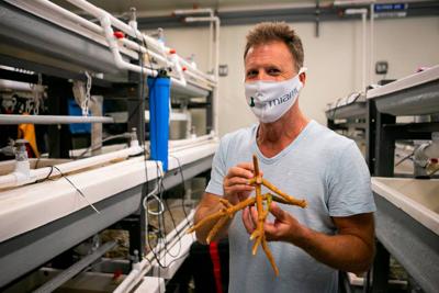 Scientists want to rescue reefs and protect Miami with tougher breeds ...