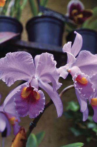 St. Croix Orchid Society in full bloom this weekend | 24/7 Island ...