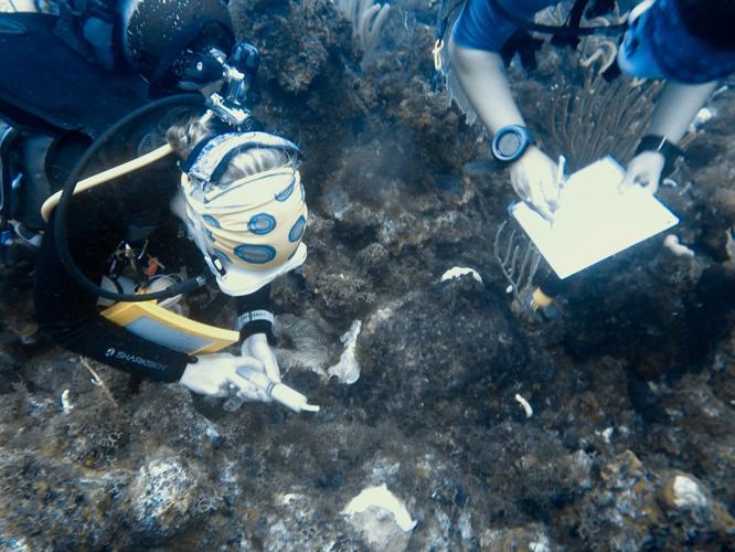 Caribbean Corals: Bleaching ravages a region built on reefs as aid ...