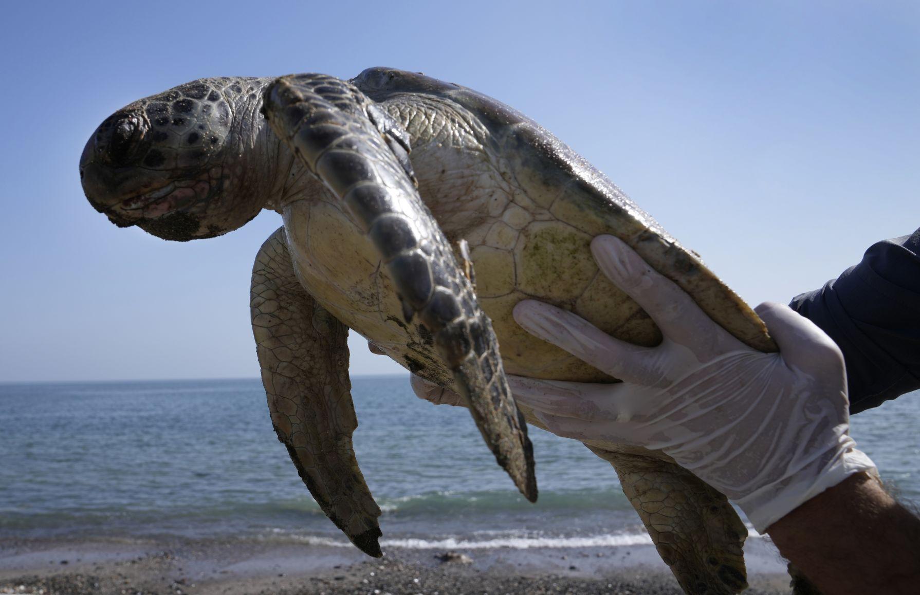 Turtles dying from eating trash show plastics scourge in UAE | Ap ...