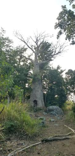 St. John baobab tree under attack by invasive insects | Island Life ...
