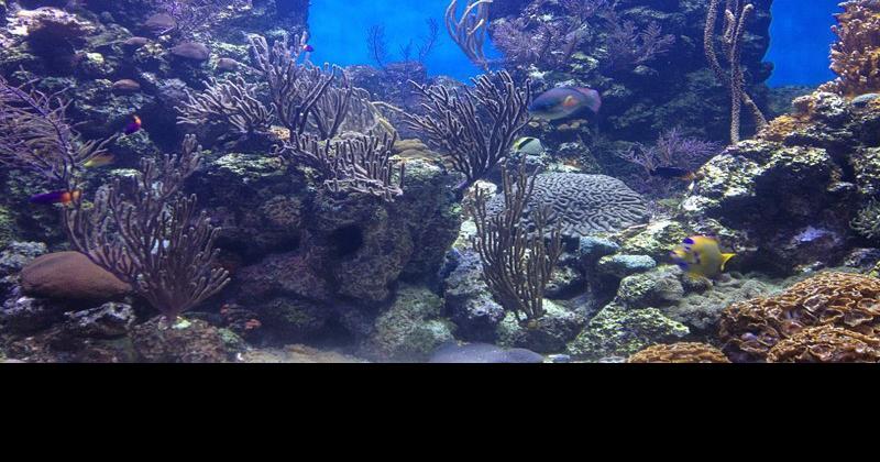 DPNR celebrates Coral Reef Week | | virginislandsdailynews.com