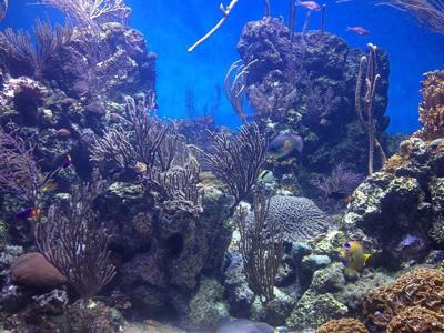 DPNR celebrates Coral Reef Week | | virginislandsdailynews.com