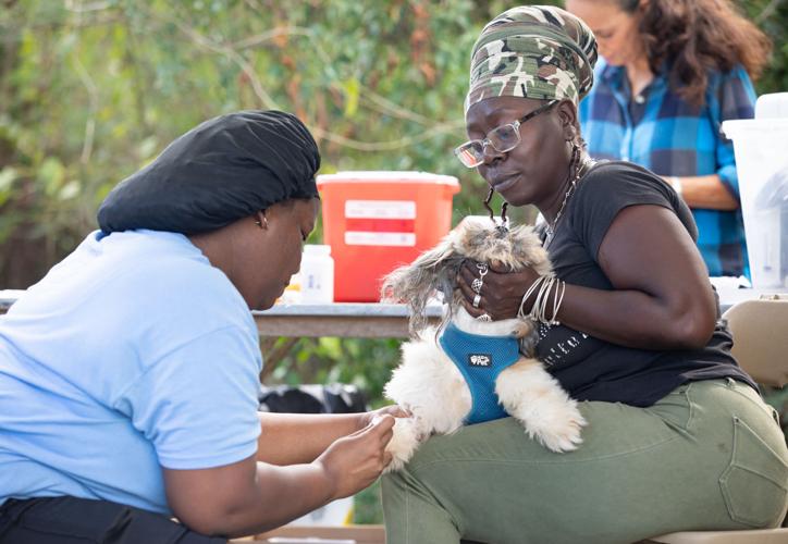 Keeping St. Croix’s canines healthy | News | virginislandsdailynews.com