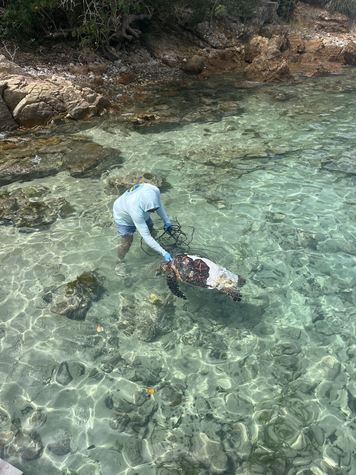 Critically endangered hawksbill turtle killed by boat off Water Island ...