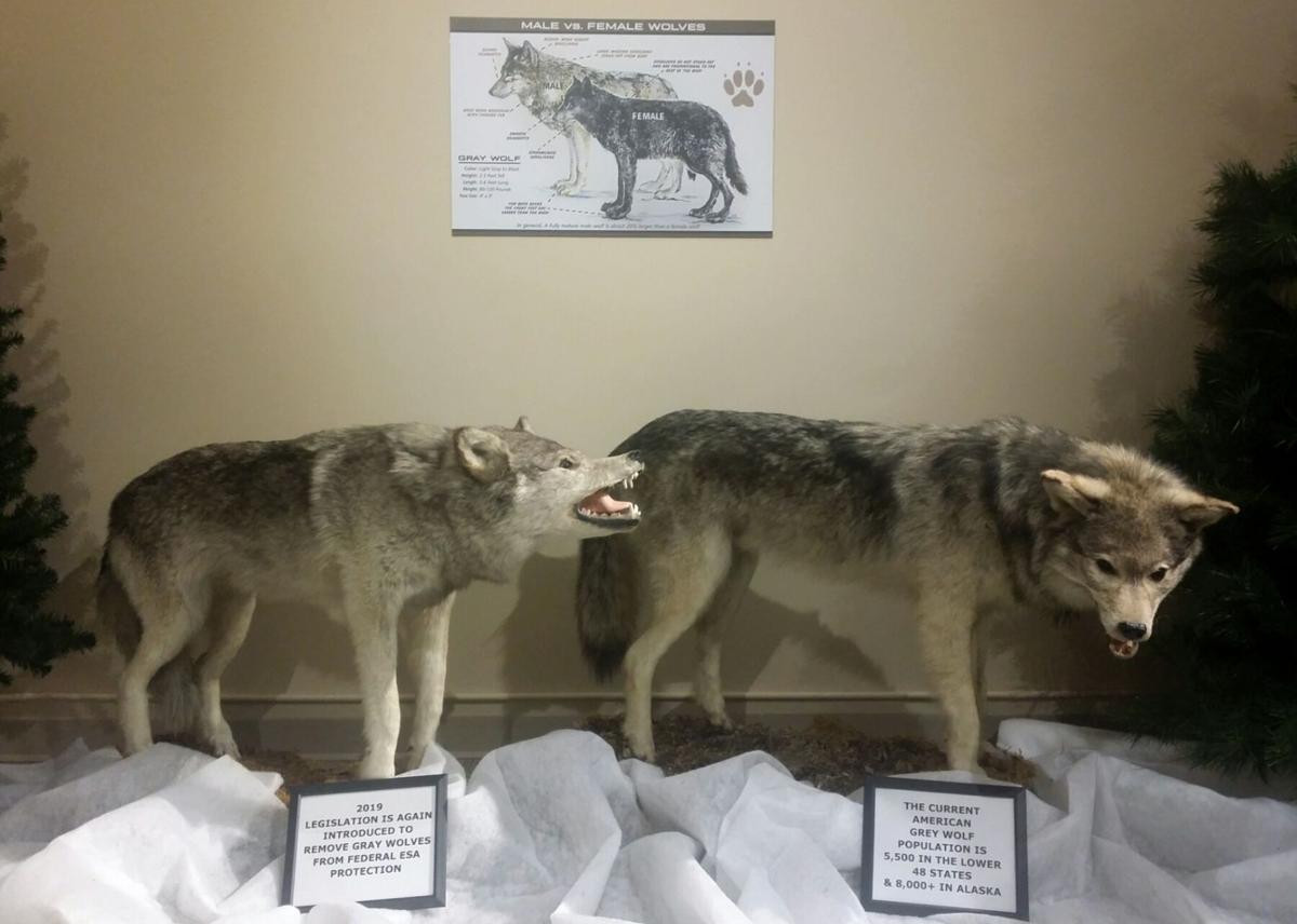 Wolf Exhibit in Place at Runestone Museum | Local News ...